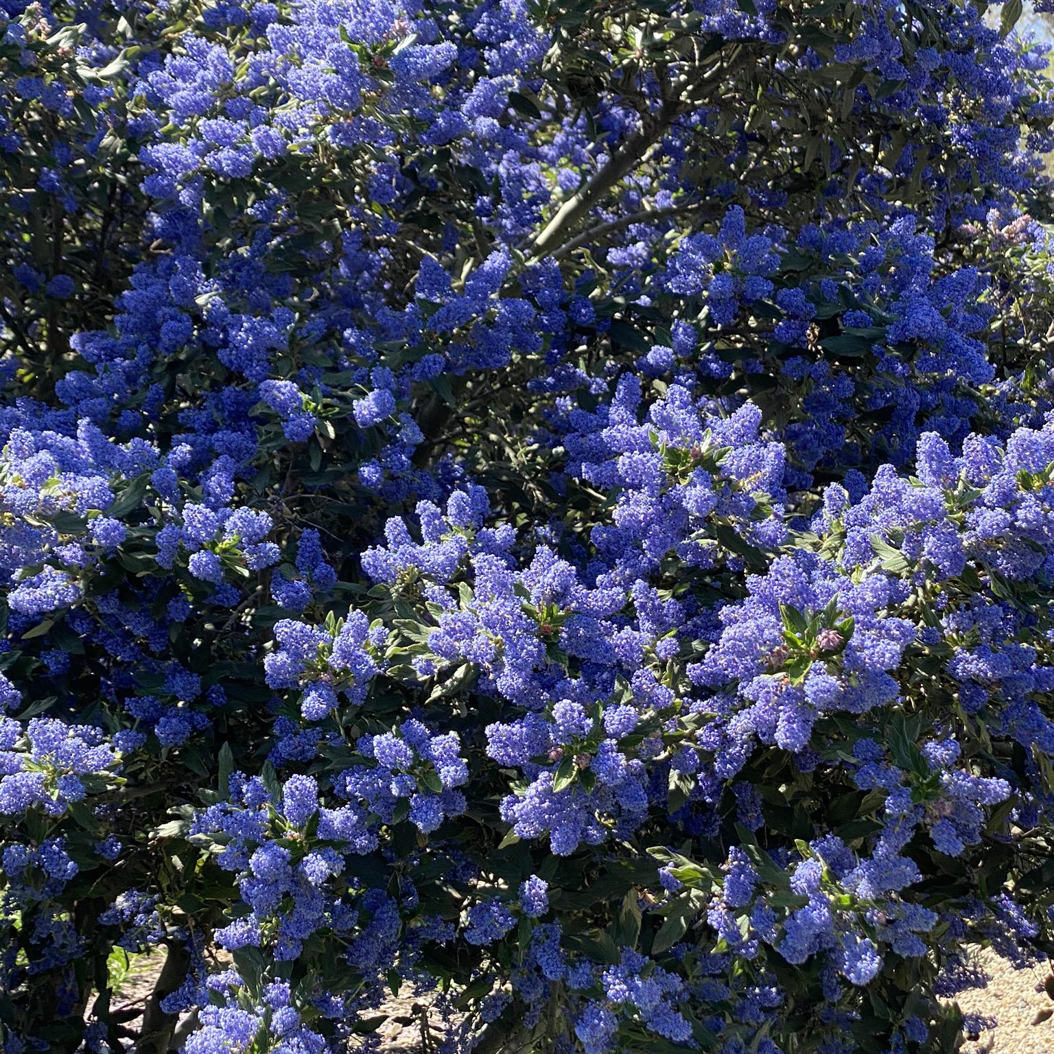 Plants – Sonoma Resilient Landscapes Coalition