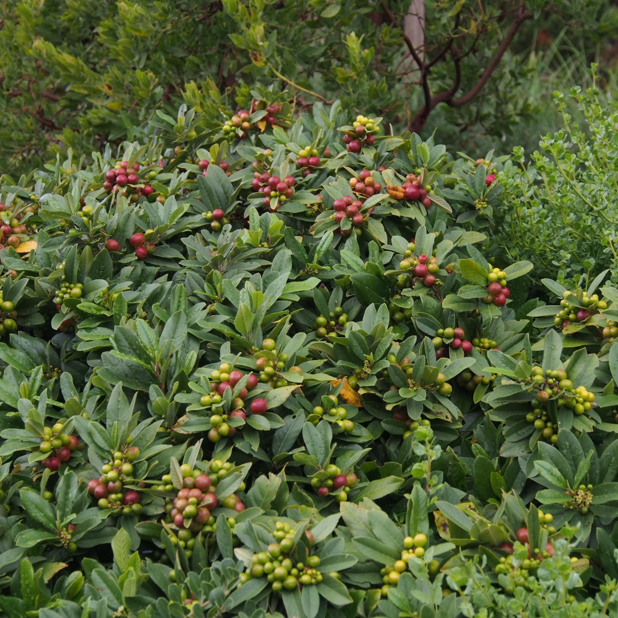 Plants – Sonoma Resilient Landscapes Coalition