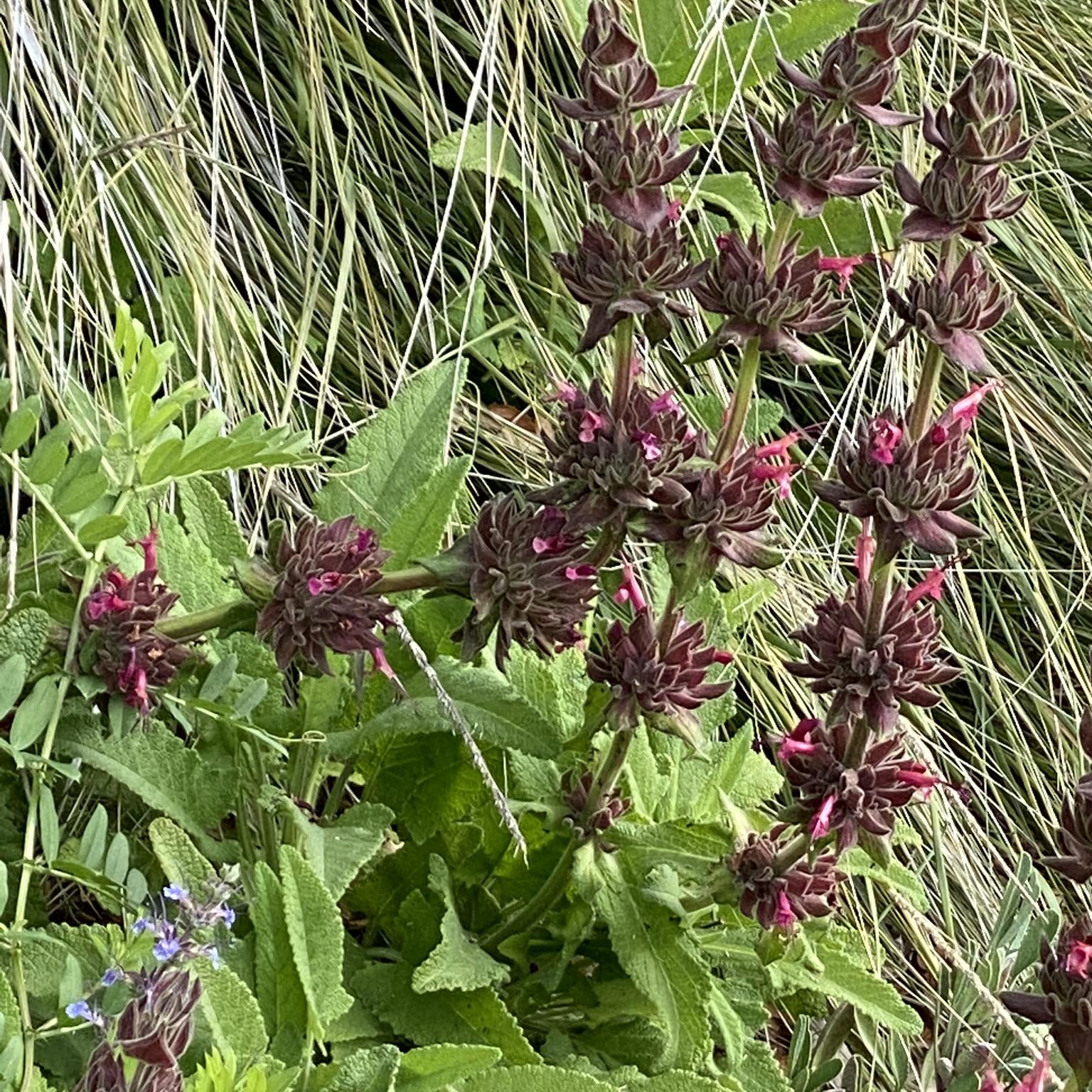 Plants – Sonoma Resilient Landscapes Coalition