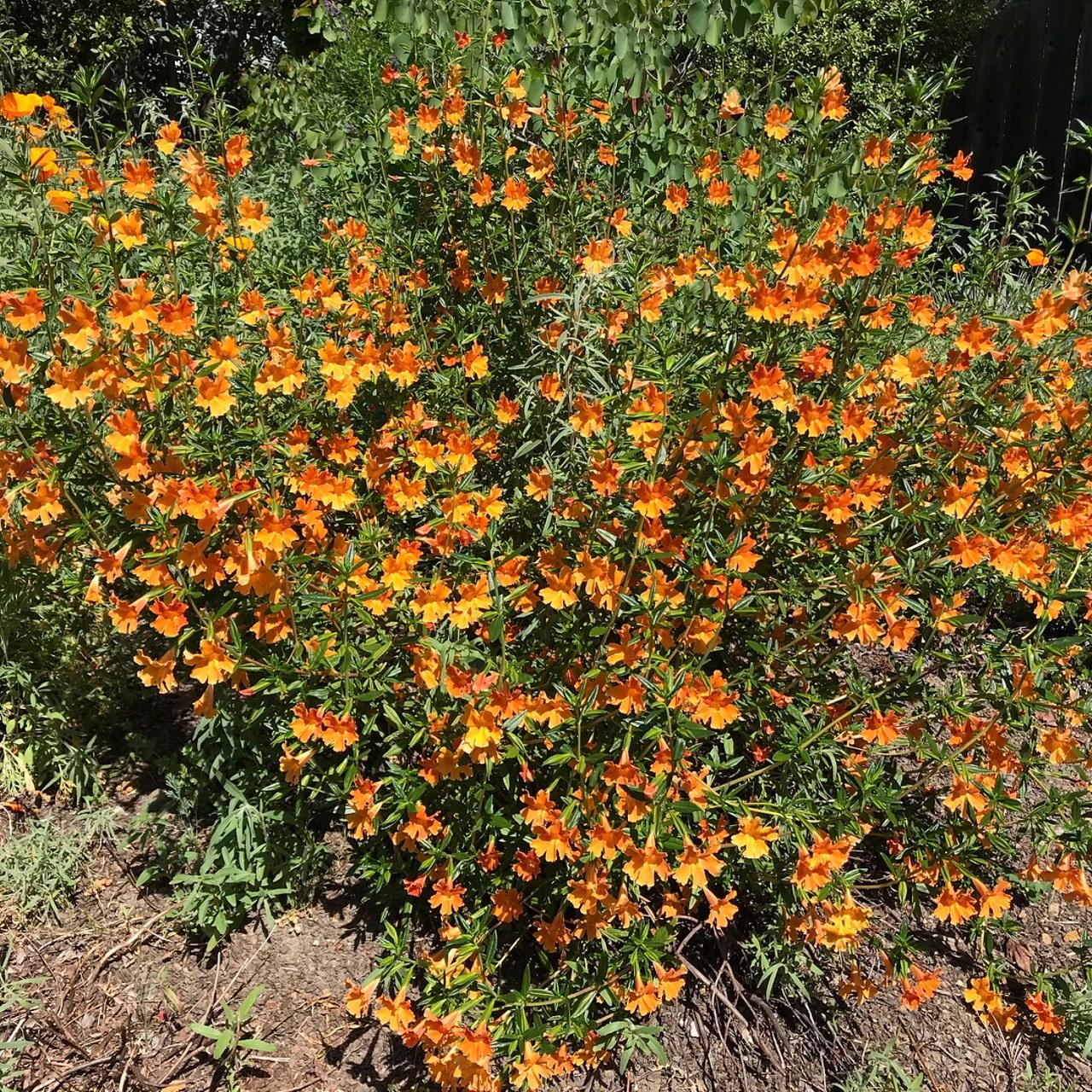 Plants – Sonoma Resilient Landscapes Coalition