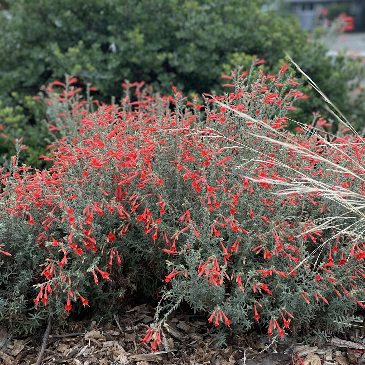 Plants – Sonoma Resilient Landscapes Coalition