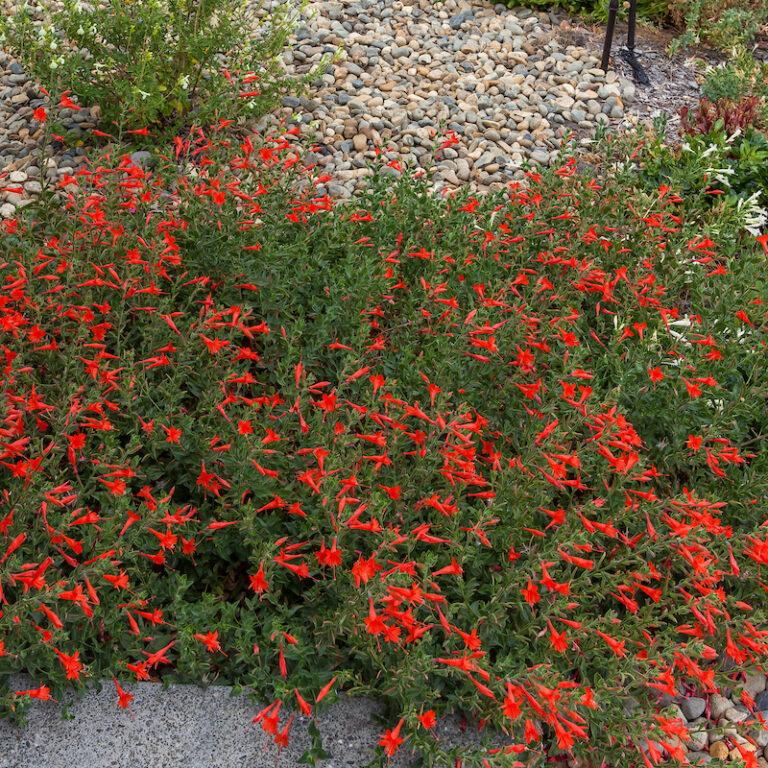 Plants – Sonoma Resilient Landscapes Coalition