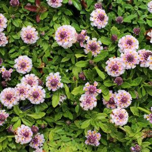 Plants – Sonoma Resilient Landscapes Coalition