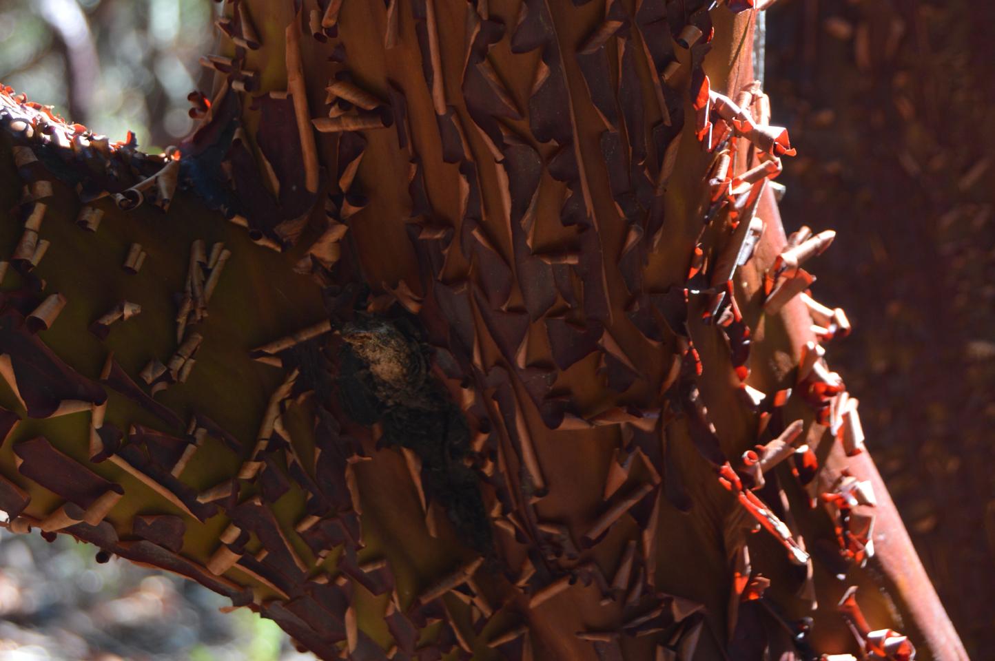 Surrounding Wildlands – Sonoma Resilient Landscapes Coalition